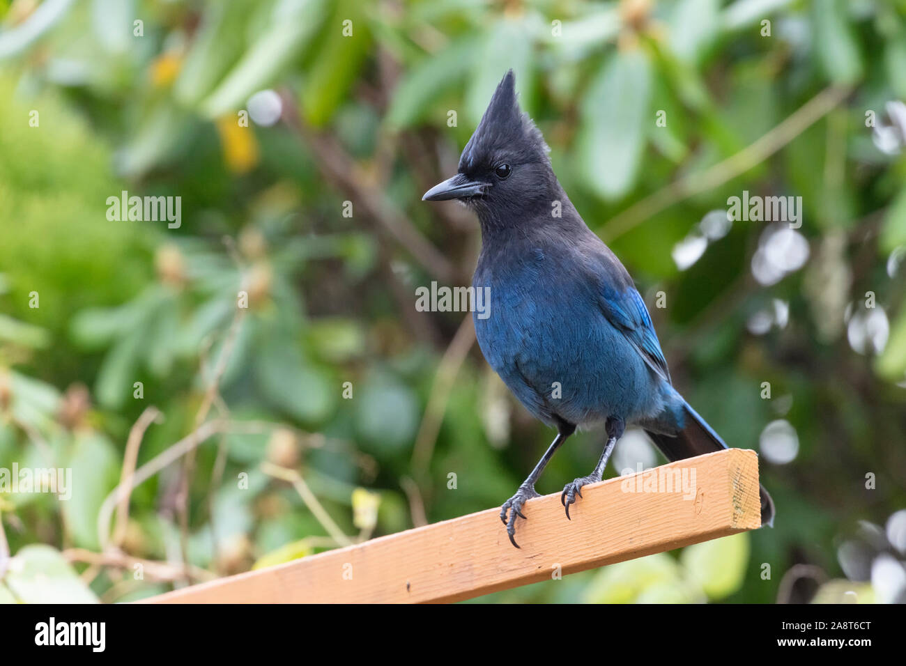 Steller's Jay bird at Vancouver BC Canada Stock Photo - Alamy