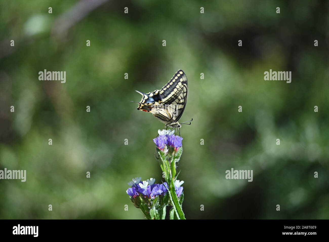 Common swallowtail butterfly Latin papilio machaon on a sea lavender ...