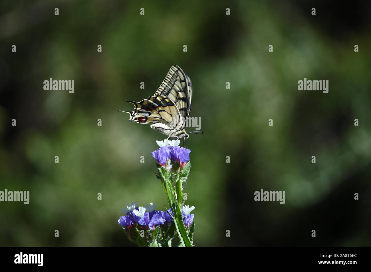 Common swallowtail butterfly Latin papilio machaon on a sea lavender ...