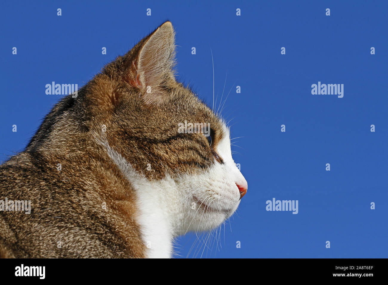 Tabby cat state symbol of Massachusetts and rescue pet symbol of ...