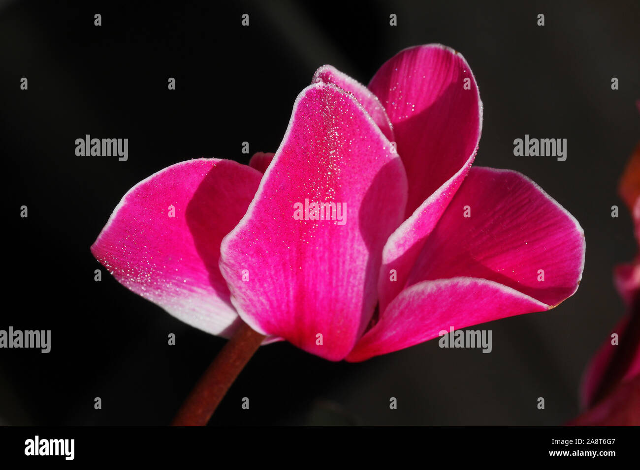 Myrsinaceae hi-res stock photography and images - Alamy