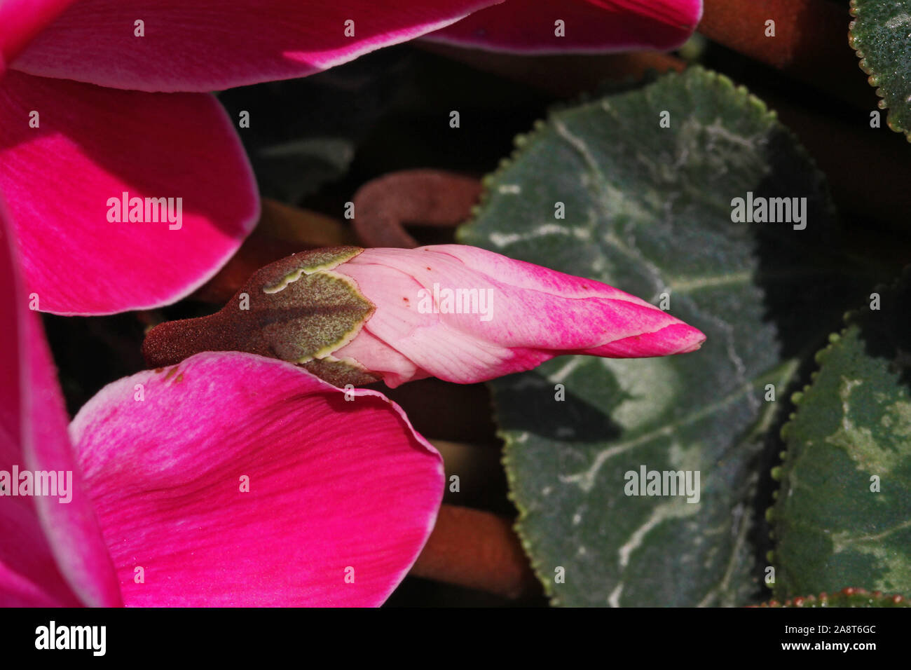 Purple shuttlecock hi-res stock photography and images - Alamy