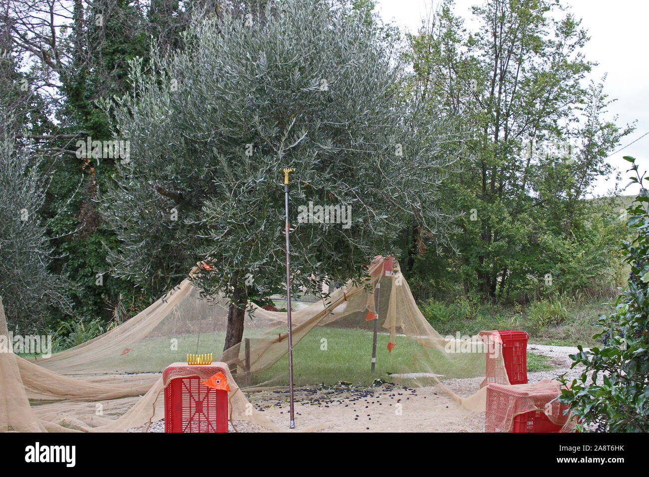 Olive Comb High Resolution Stock Photography and Images - Alamy