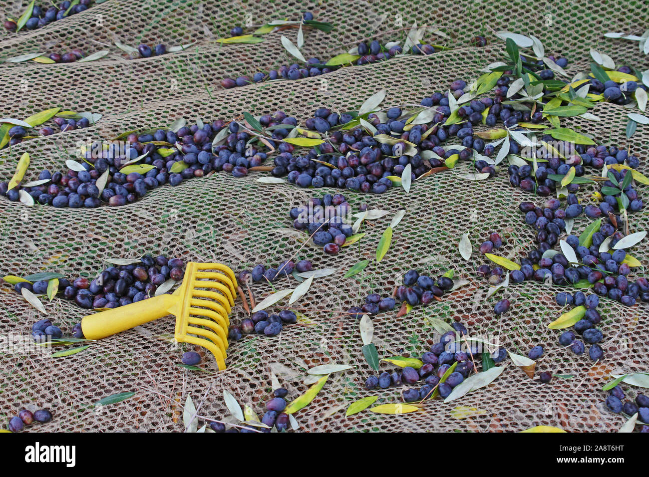 Olive Comb High Resolution Stock Photography and Images - Alamy