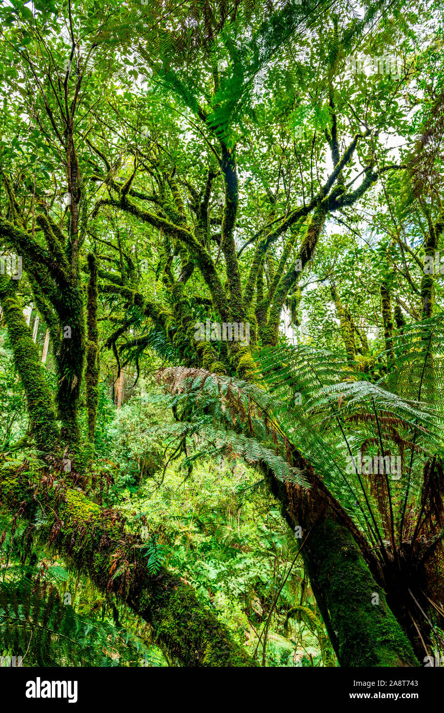 Dense rainforest along Turtons Track, Otway National Park, Victoria ...