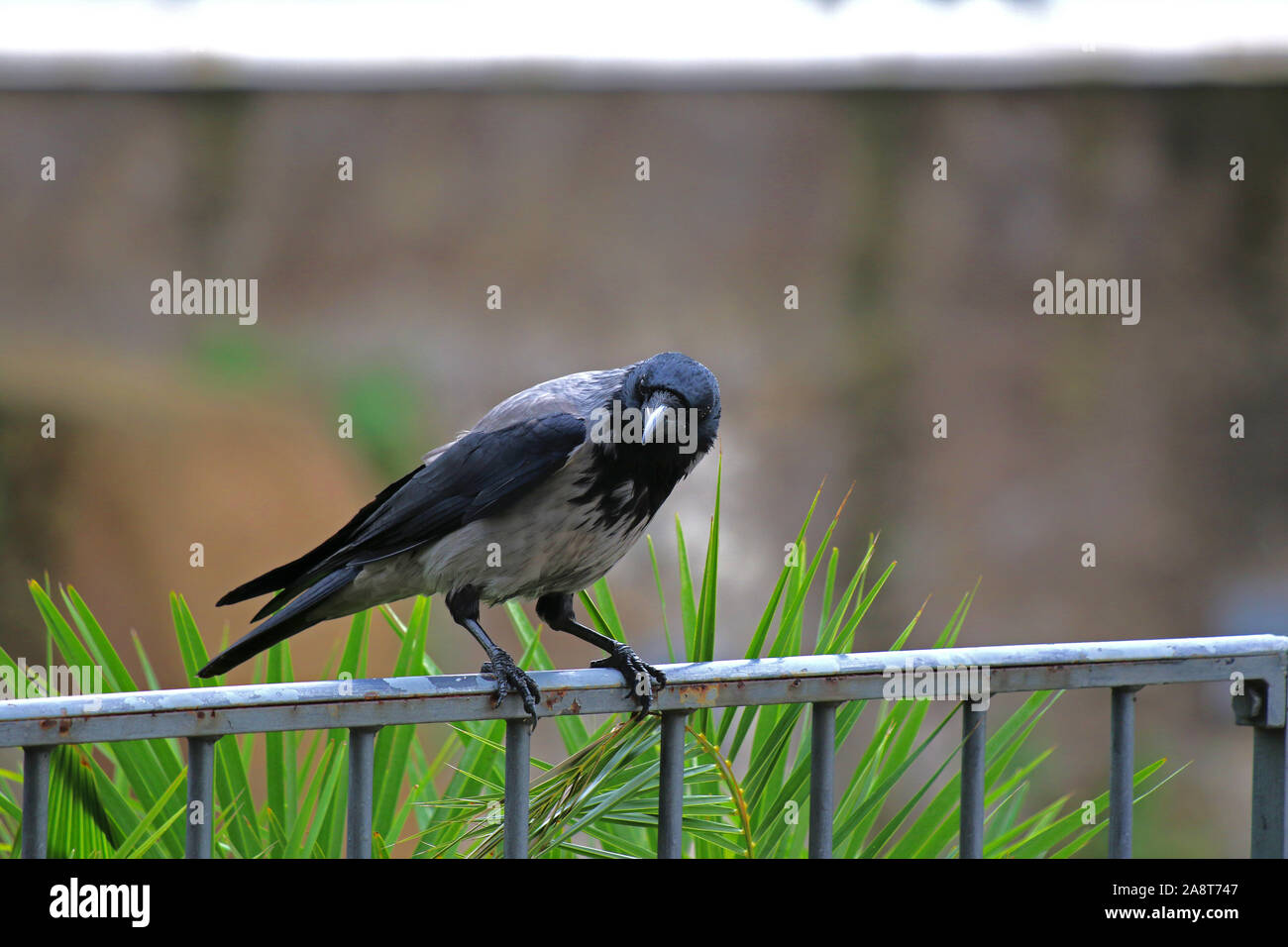 Jackdaw preening hi-res stock photography and images - Alamy