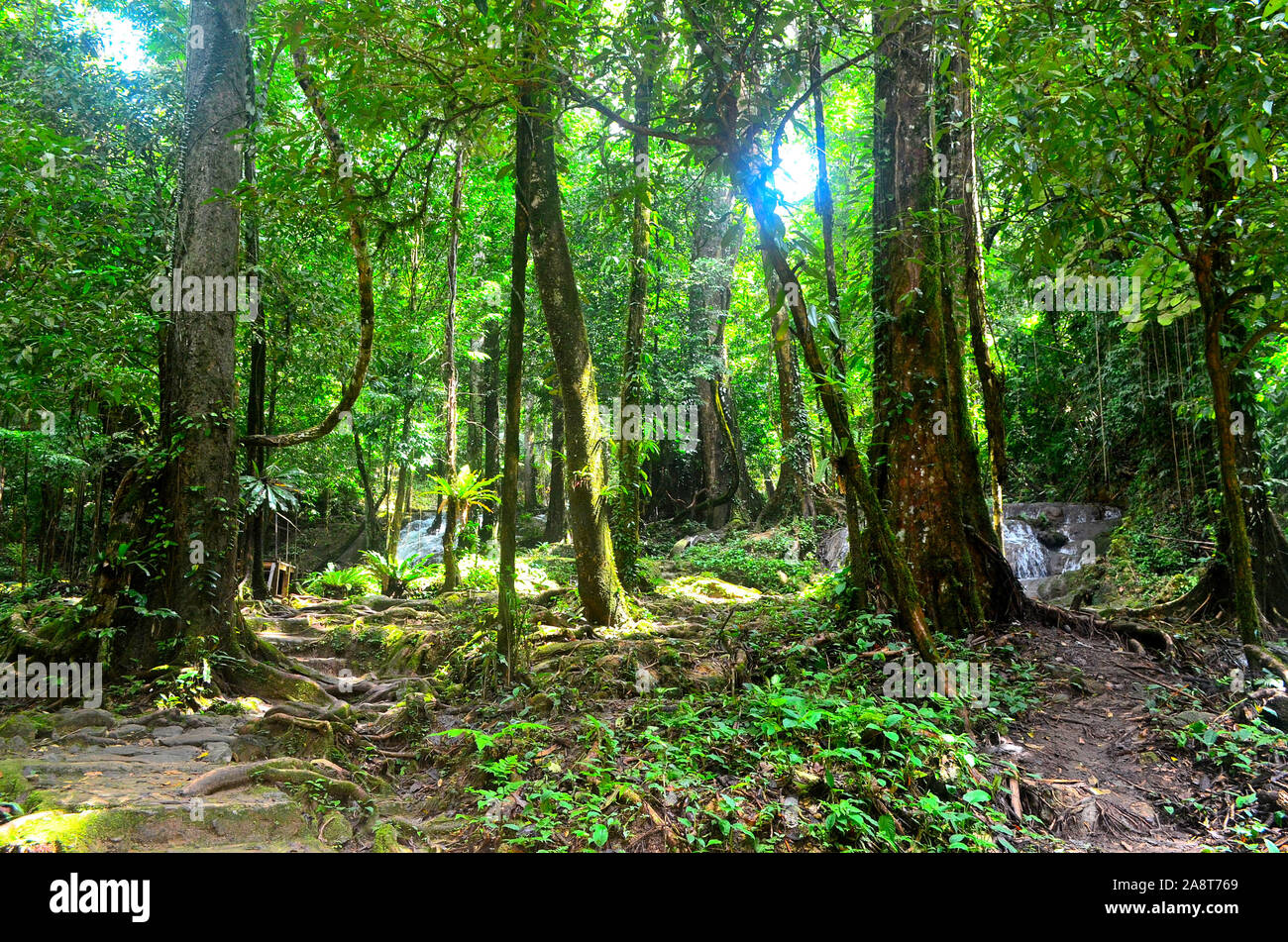 Beautiful Banyan trees growing wild at Sa Nang Manora Forest Park in ...