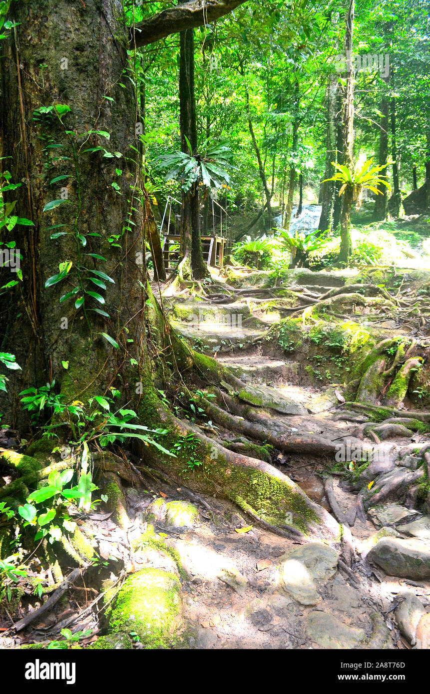 Beautiful Banyan trees growing wild at Sa Nang Manora Forest Park in ...