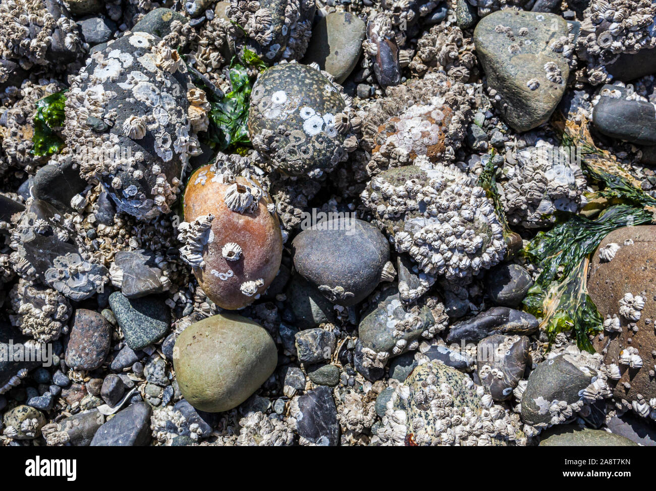Rocky intertidal zone pacific northwest hi-res stock photography and ...
