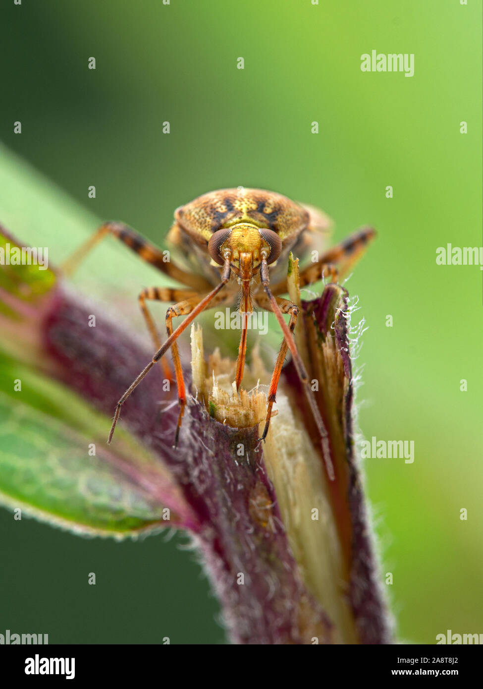 Plant bug, Miridae species, feeding on juices from broken plant stem ...