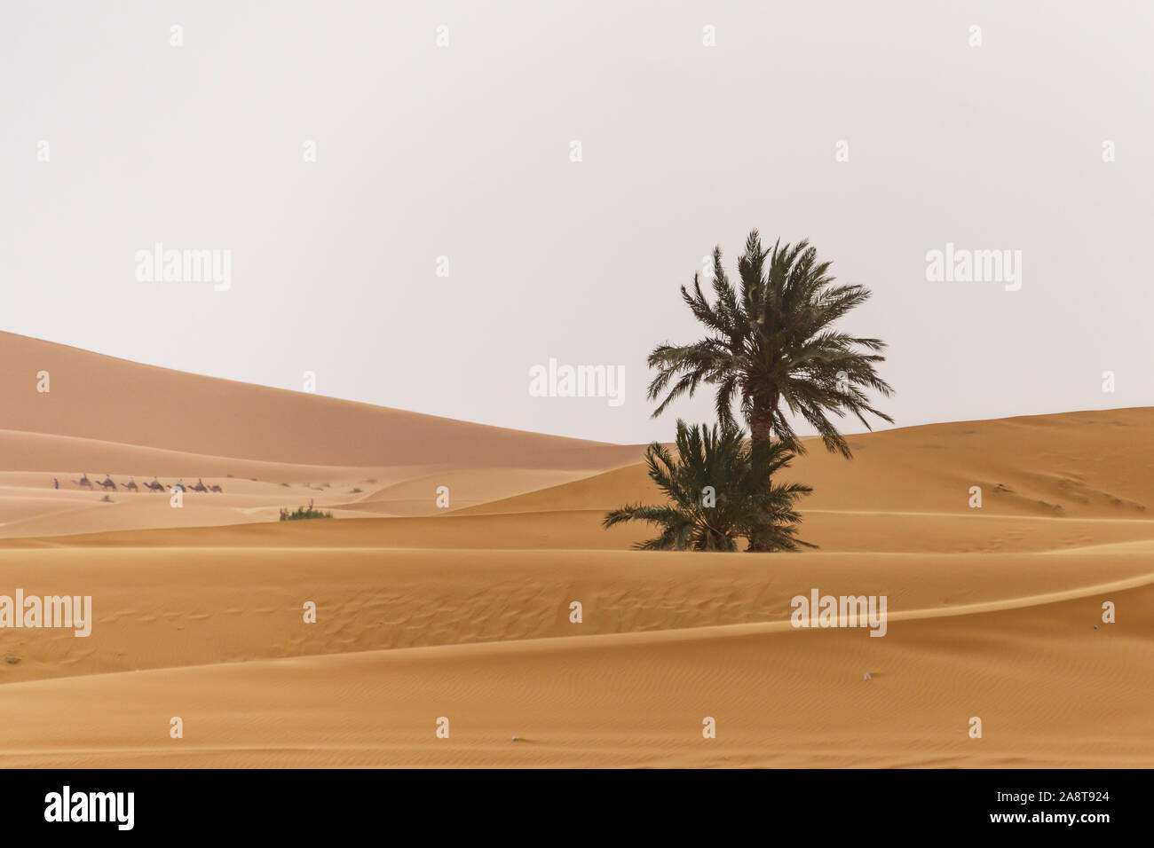 Palm tree in the desert dunes with soft yellow sand Stock Photo - Alamy
