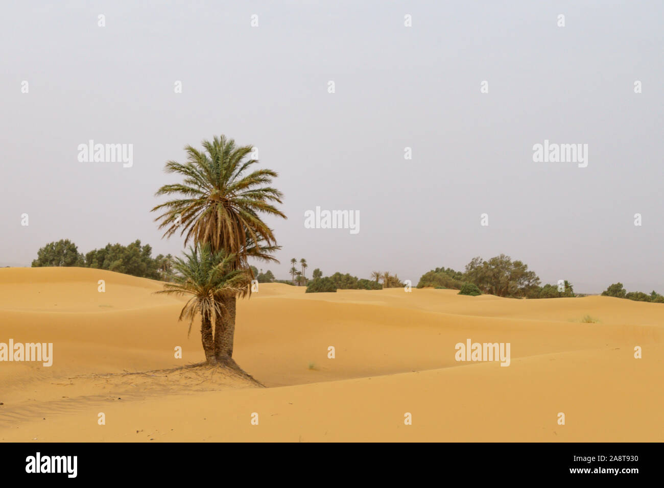 Palm tree in the desert dunes with soft yellow sand Stock Photo - Alamy