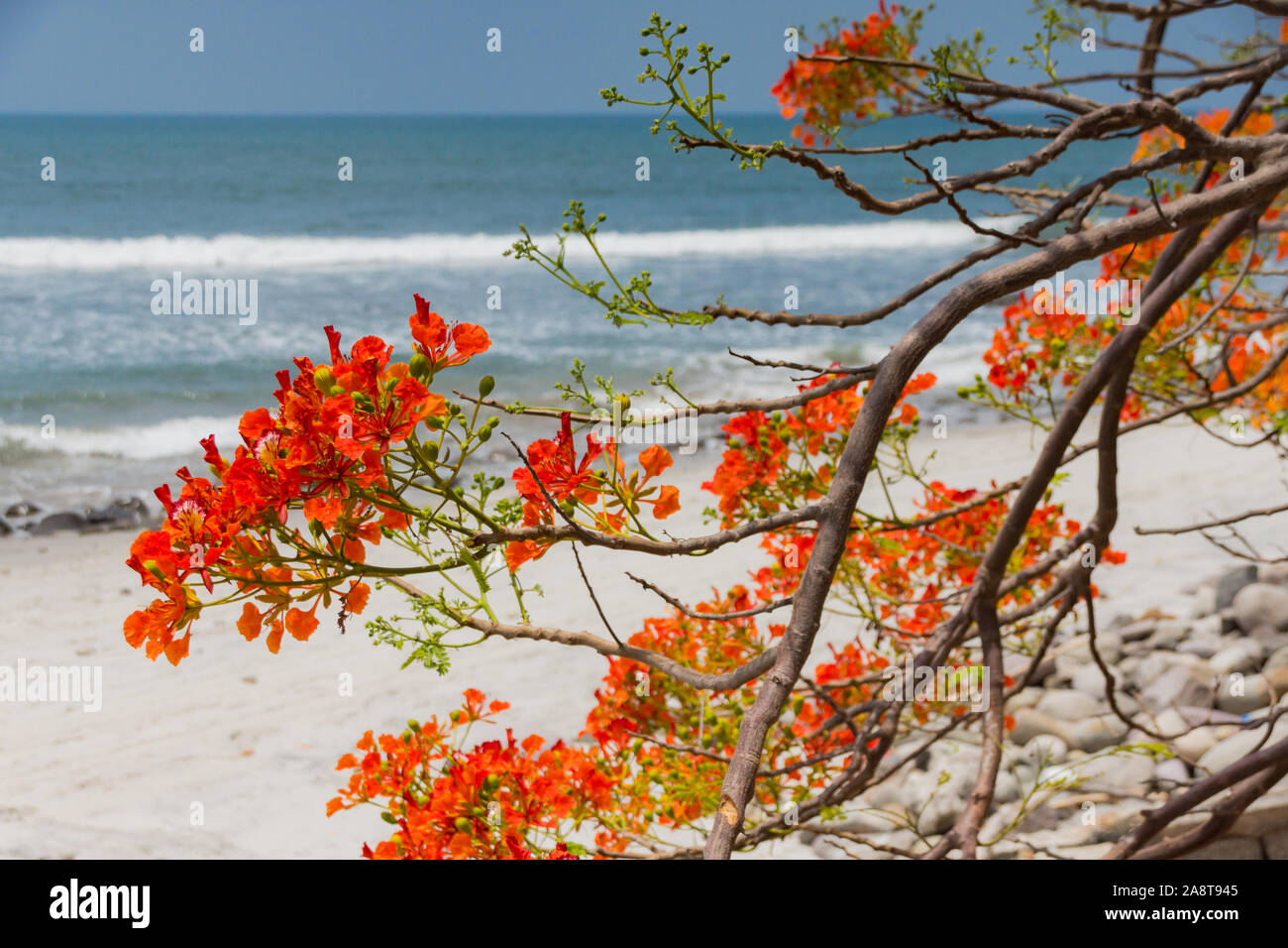 Tropical island beach flowers hi-res stock photography and images - Alamy