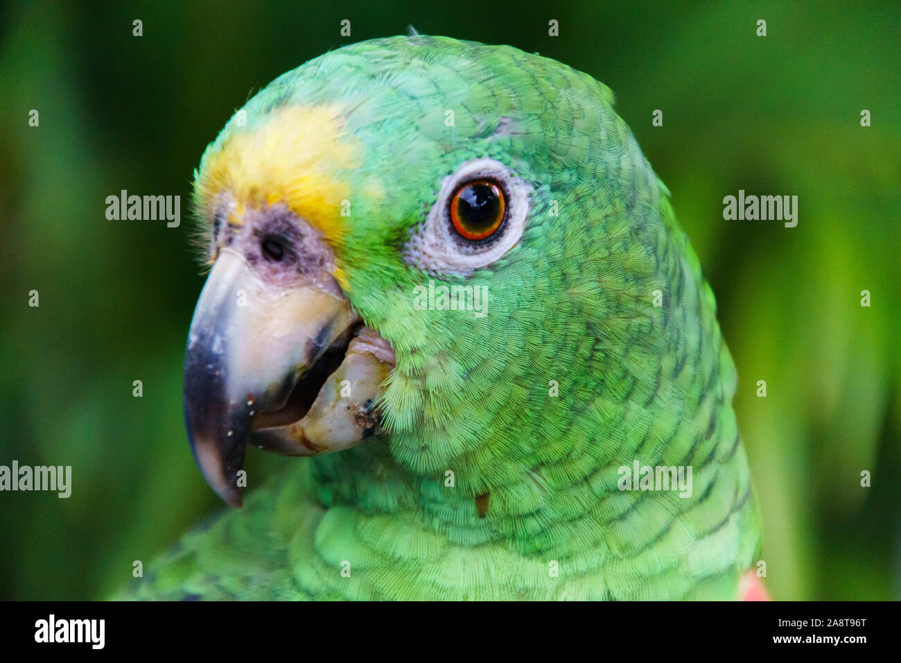 Green parrot smiley face Stock Photo - Alamy