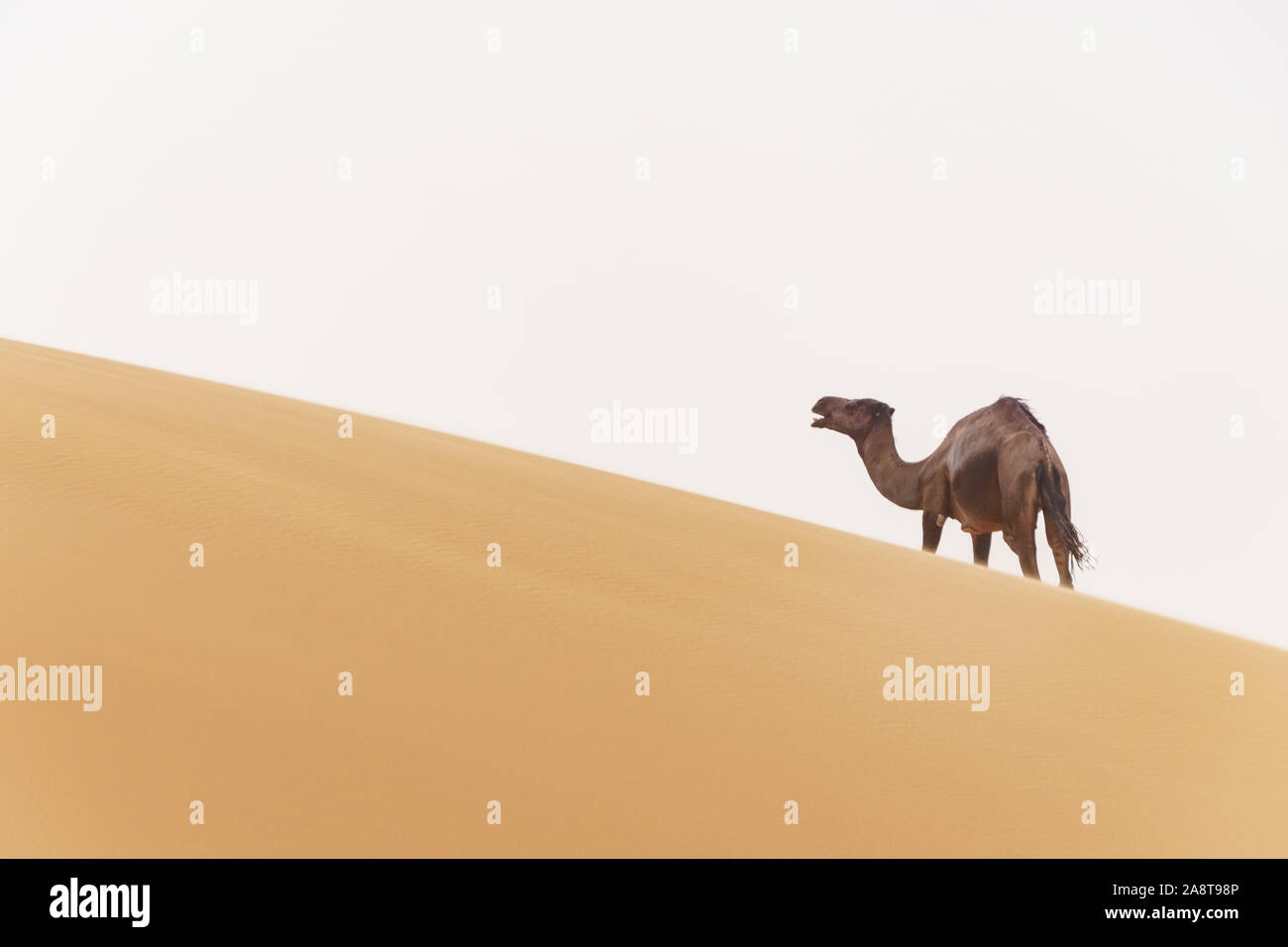 Camel climbing the sand dunes in the moroccan desert Stock Photo - Alamy