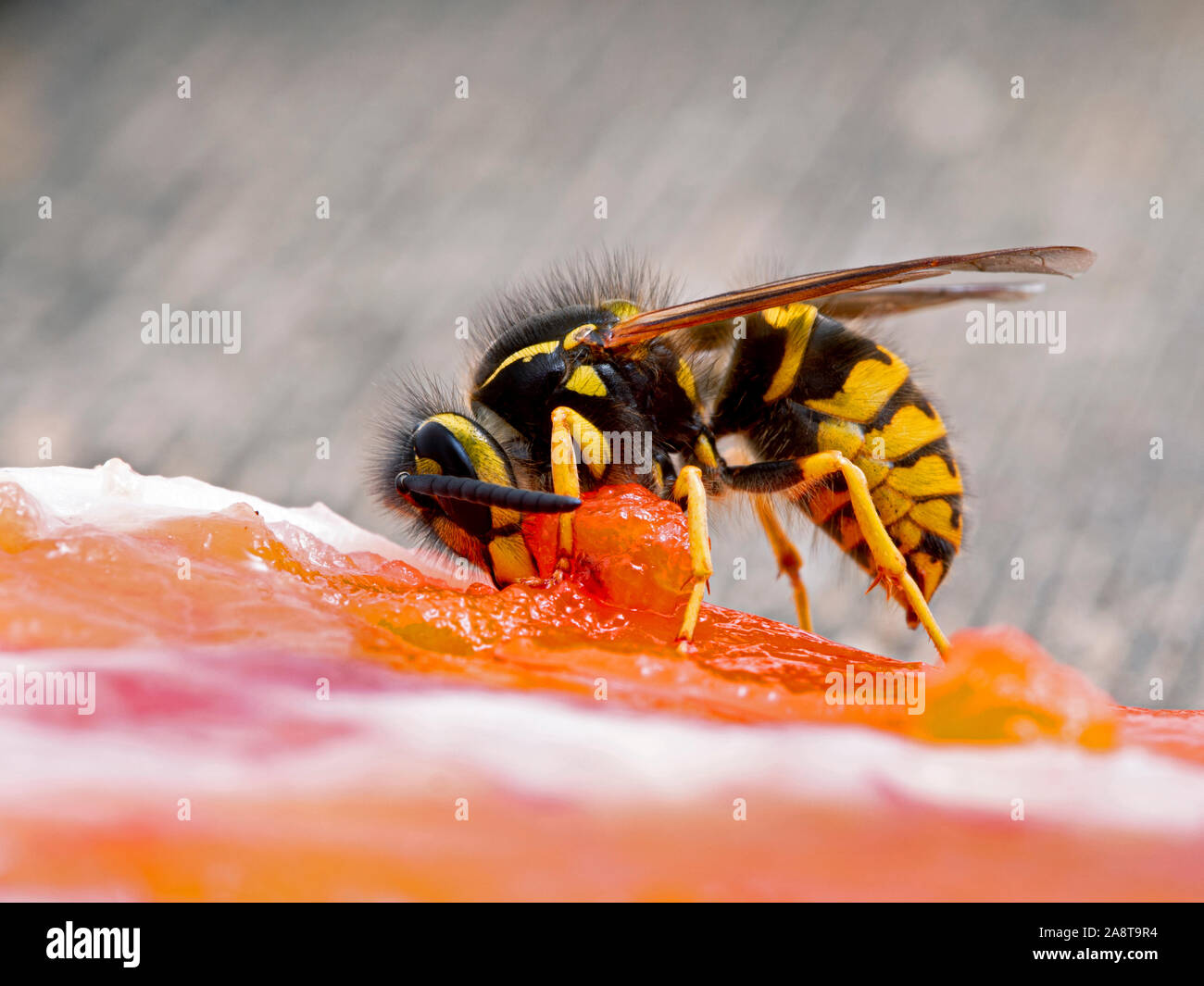 Western yellowjacket wasp Vespula pensylvanica chewing on a sockeye ...