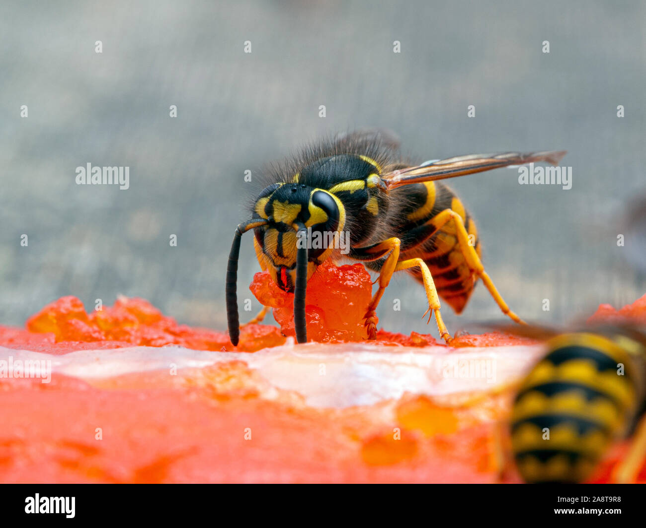 Western yellowjacket wasp, Vespula pensylvanica, with a piece of ...