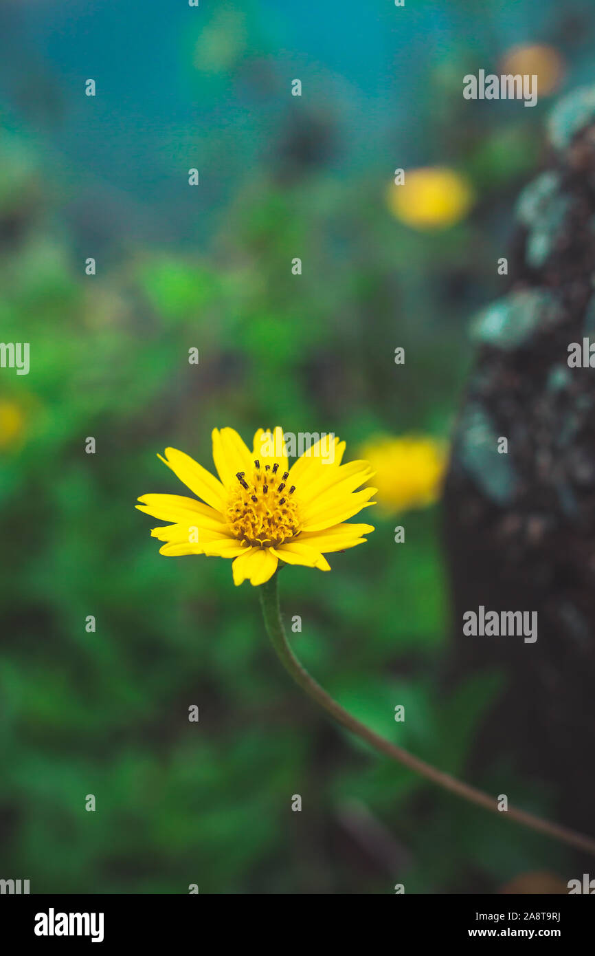 Beautiful yellow daisy flowers, little yellow star in Thailand Stock ...