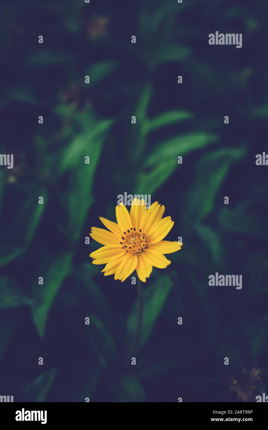 Beautiful yellow daisy flowers, little yellow star in Thailand Stock ...