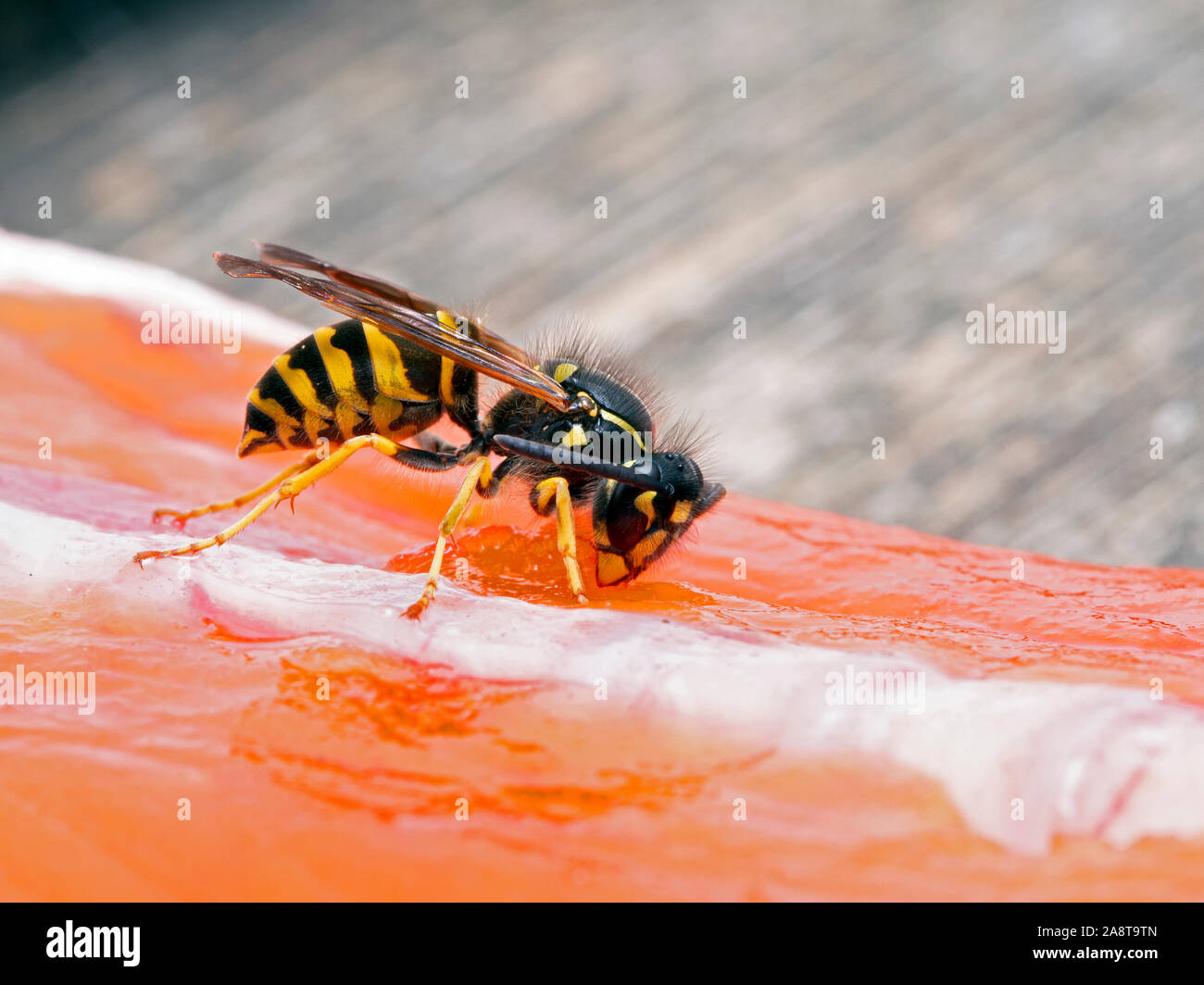 Common yellowjacket wasp Vespula alascensis chewing on a sockeye salmon ...
