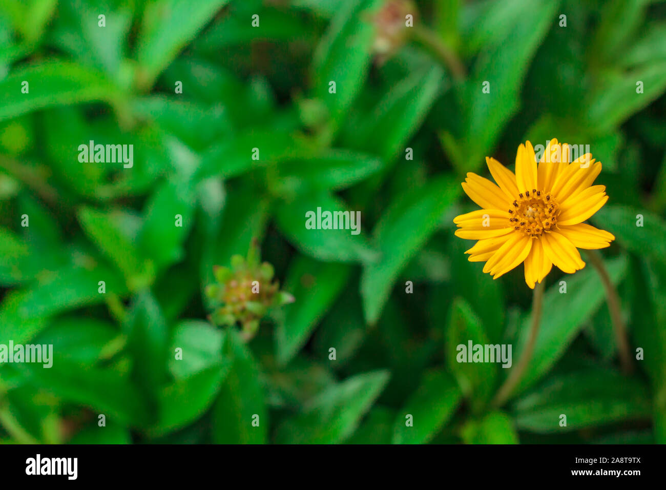 Beautiful yellow daisy flowers, little yellow star in Thailand Stock ...