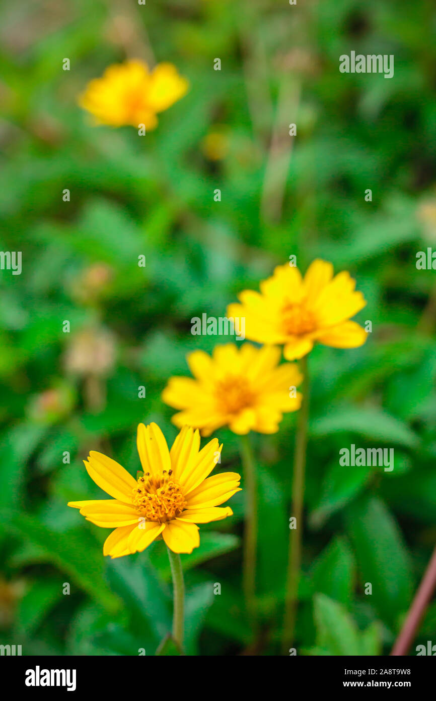 Beautiful yellow daisy flowers, little yellow star in Thailand Stock ...