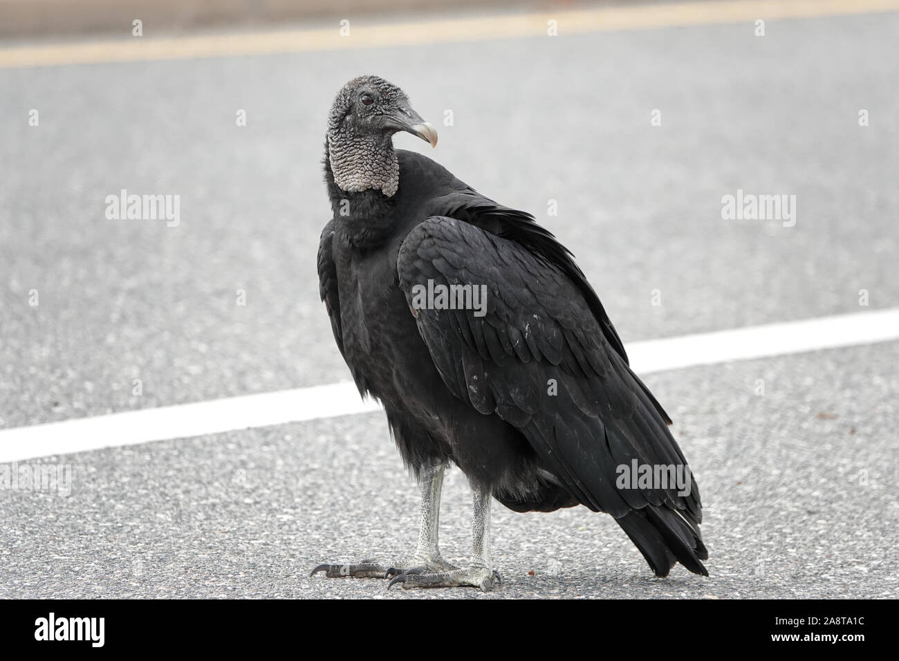 American black vulture hi-res stock photography and images - Alamy