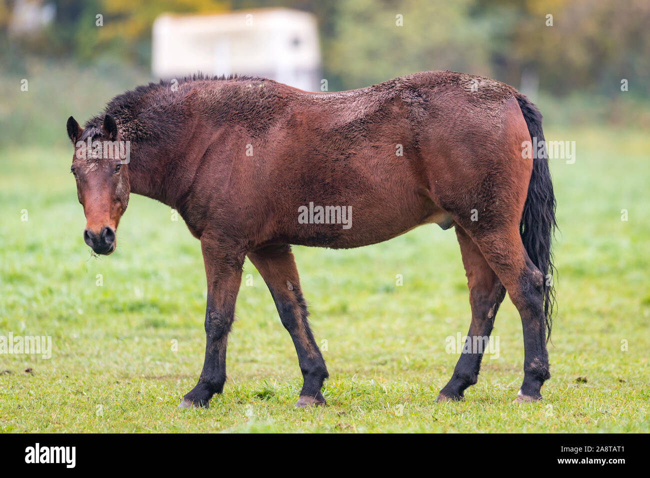 Dirty fur hi-res stock photography and images - Alamy