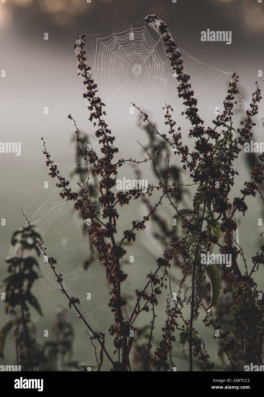 Covered in cobwebs hi-res stock photography and images - Alamy