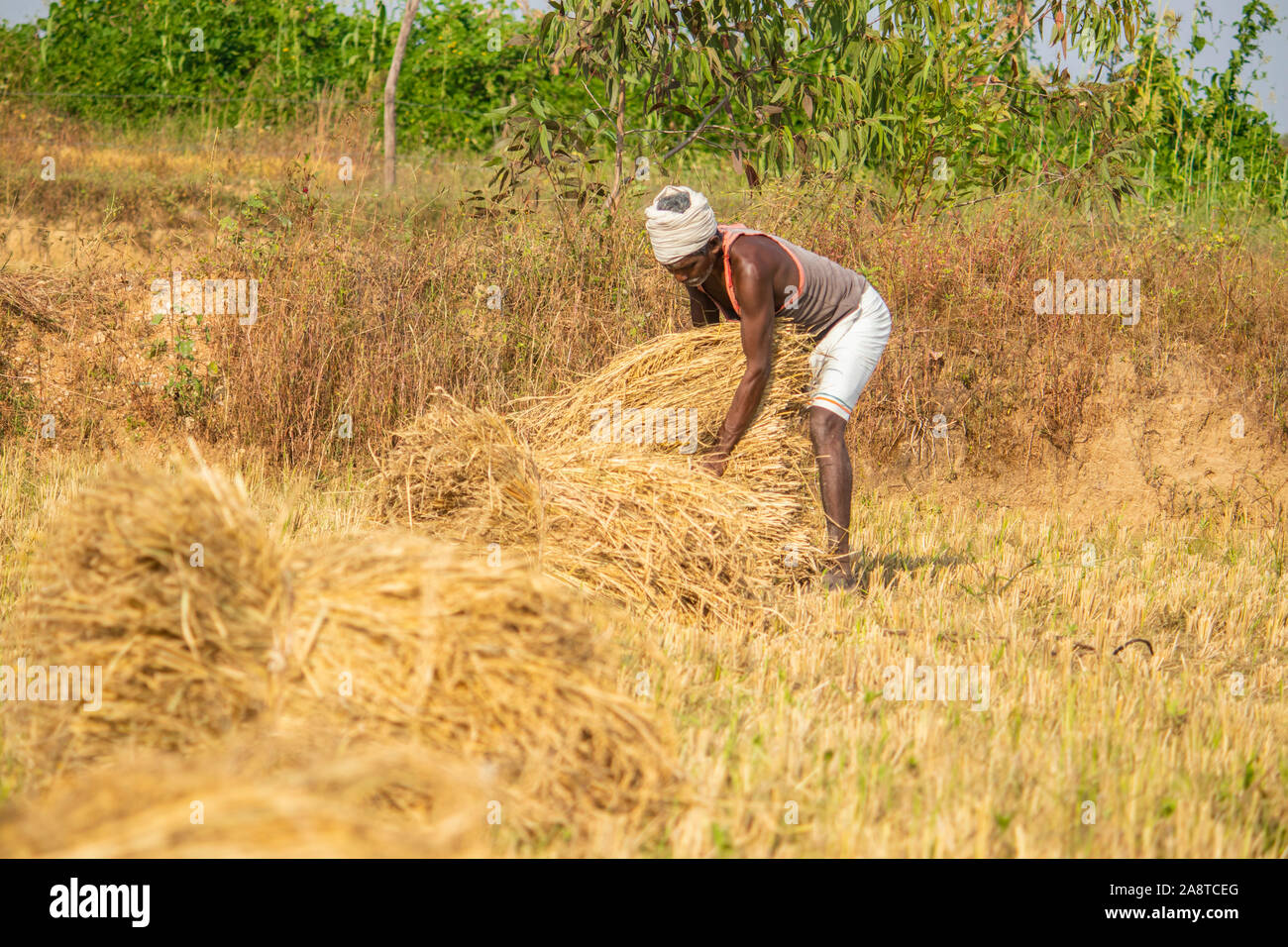 Man carrying rice paddy field hi-res stock photography and images - Alamy