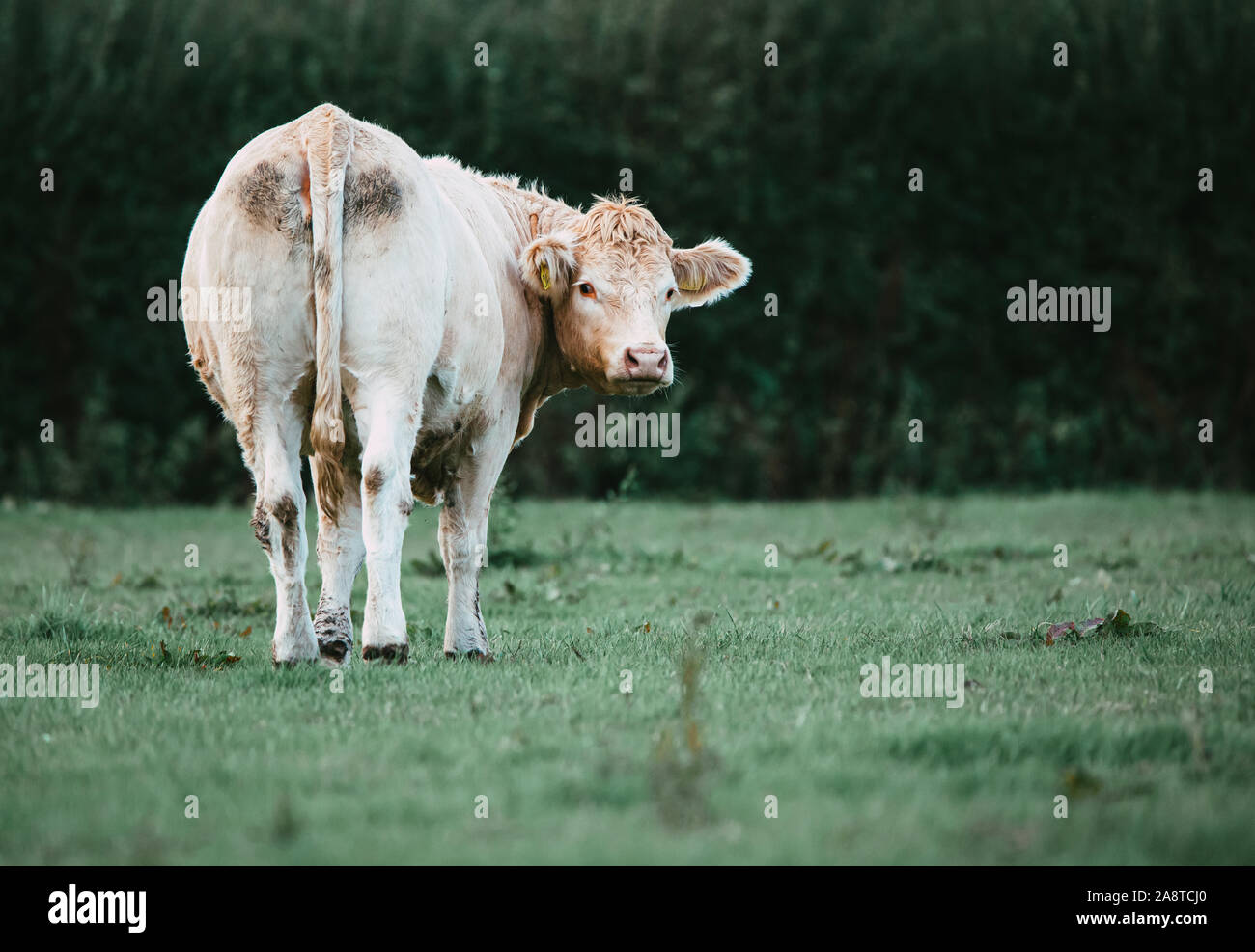 A behind view of a cow turning to look at the camera in a field in ...