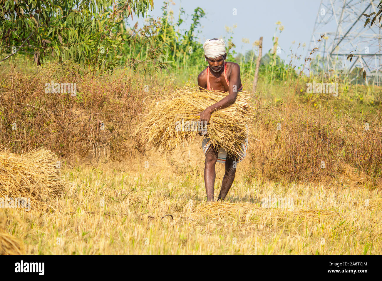 Farmer is collecting Rice stack in the Field in sijhora,Madhya pradesh ...