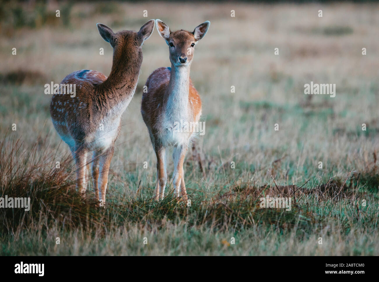 Two red deer in the woodland of Bushy Park, London England. Taken on a ...