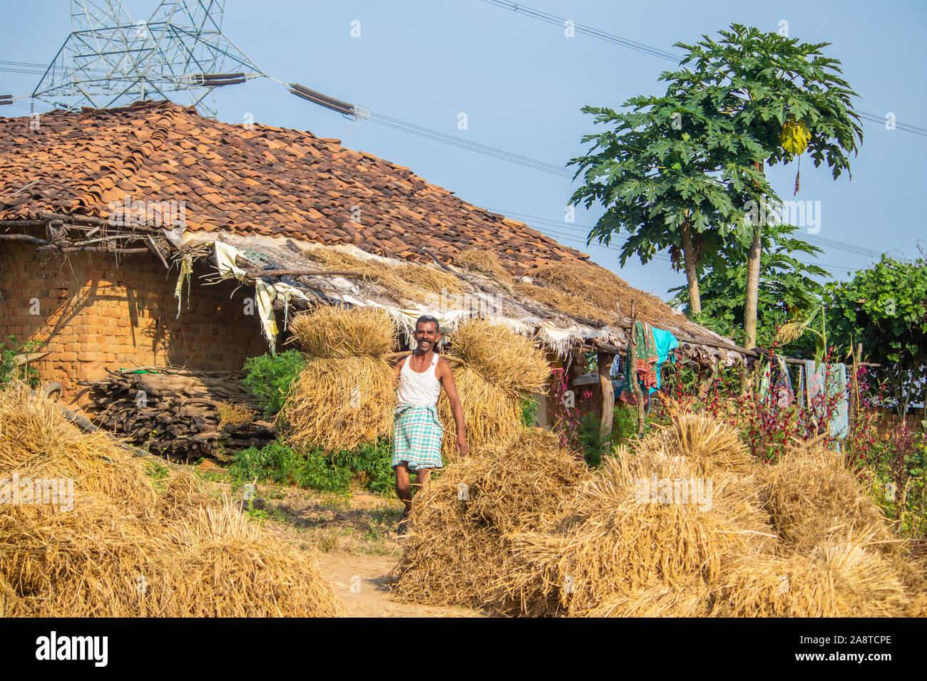Indian rice field hi-res stock photography and images - Alamy