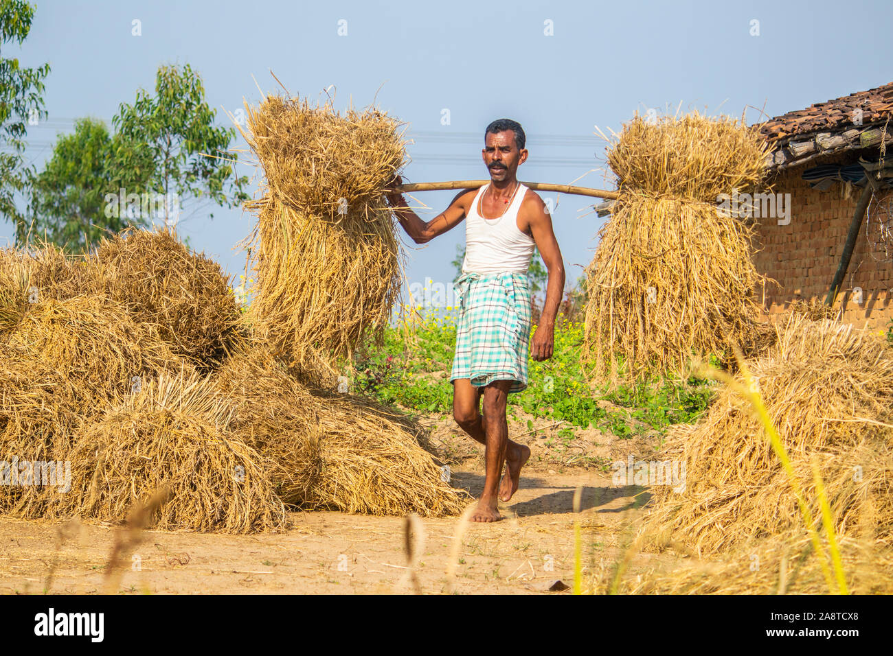 Indian farmer working in field hi-res stock photography and images - Alamy