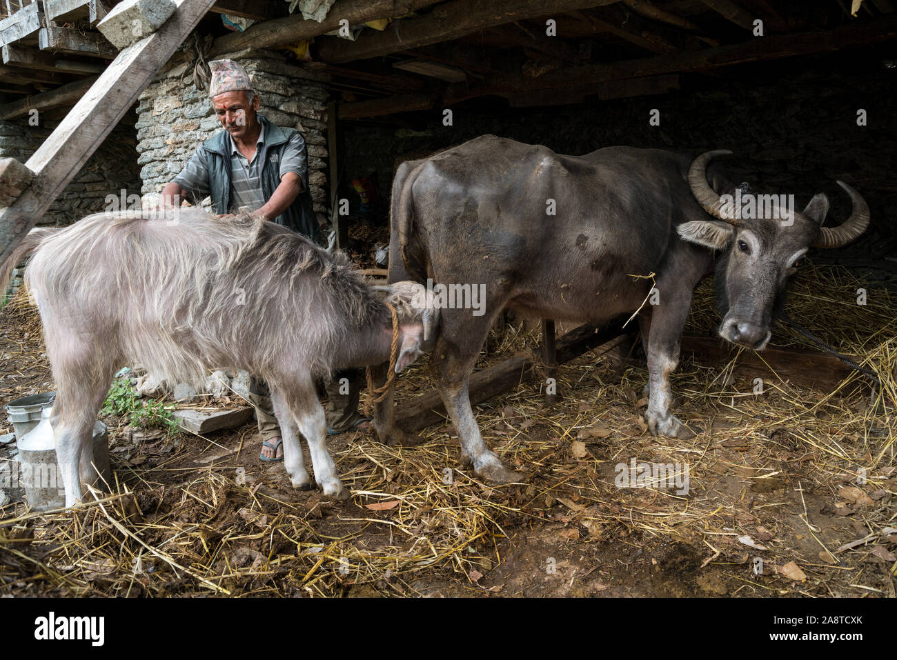 Old man milking a bull hi-res stock photography and images - Alamy