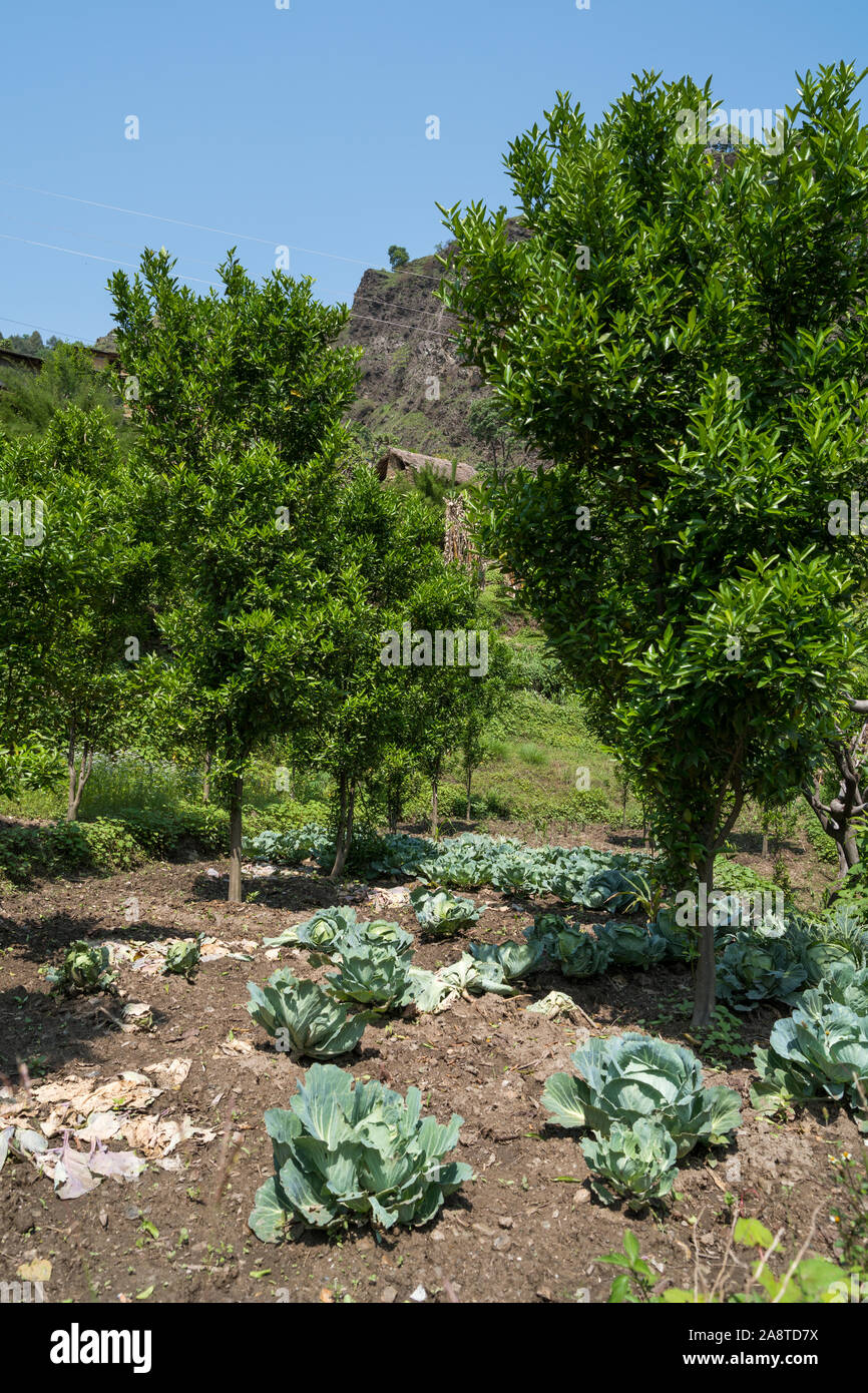 Vicinities of Ghara village in Annapurba Conservation Area. Nepal Stock ...