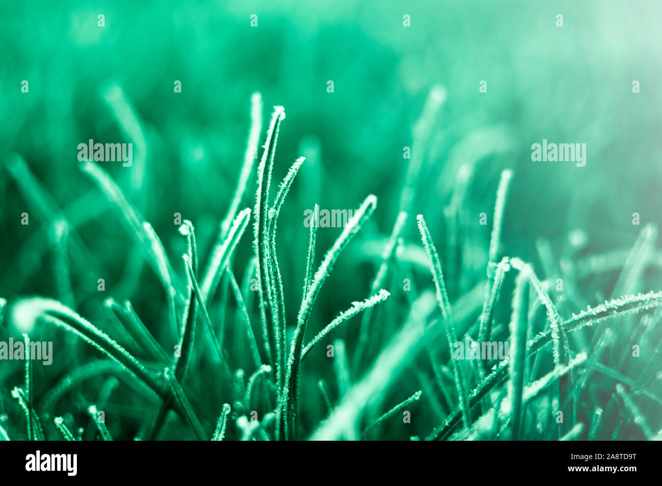 Mint grass hi-res stock photography and images - Alamy