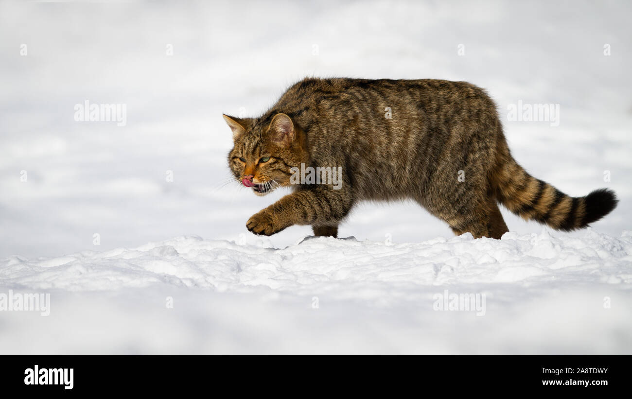 European wildcat male grooming himself in the snow Stock Photo - Alamy