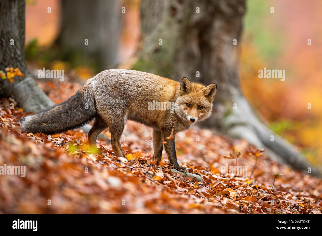 Cute adult red fox in winter coating facing camera in forest in autumn ...