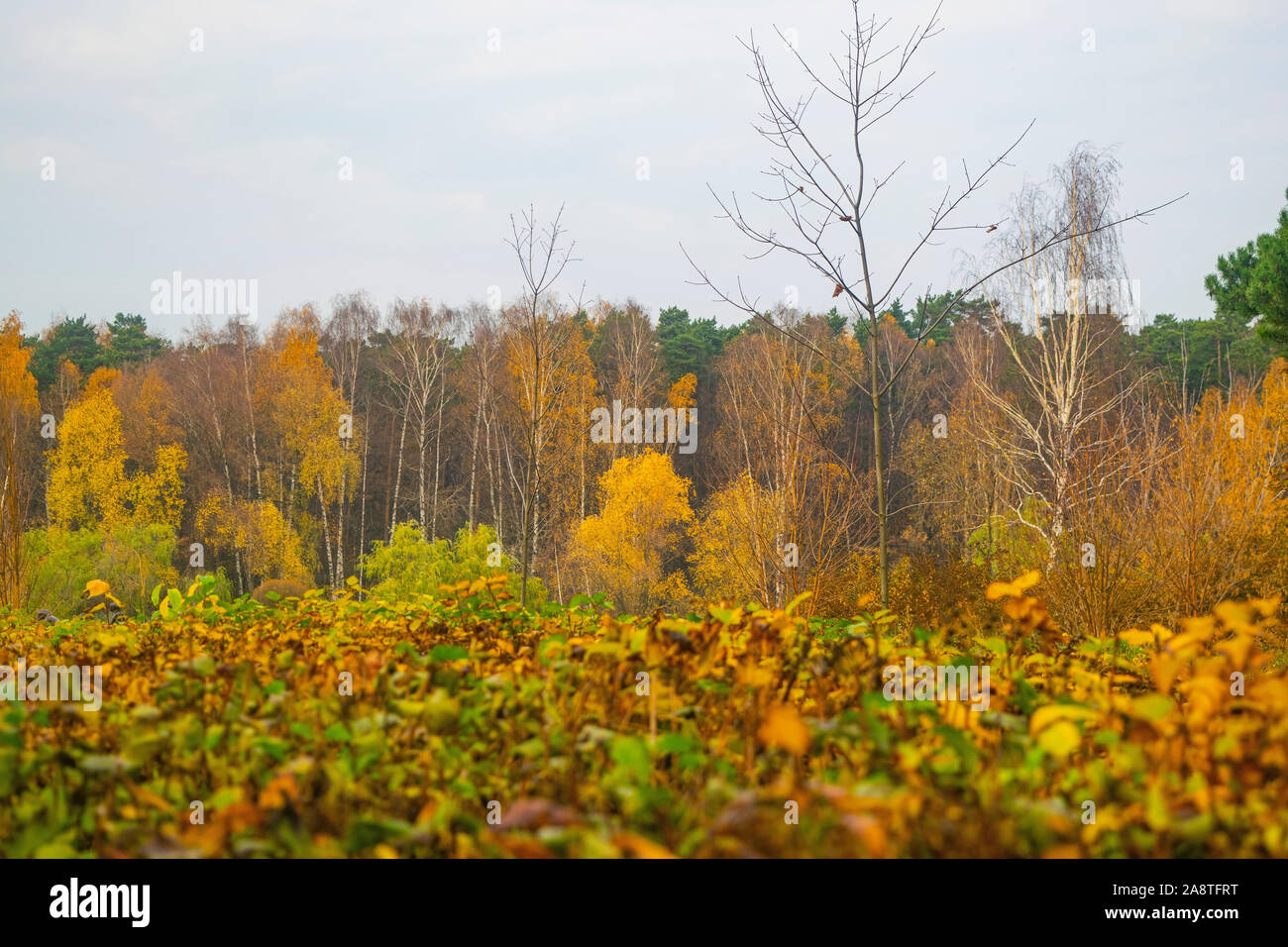 Autumn forest landscape. Colors of autumn forest. Classic landscape of ...