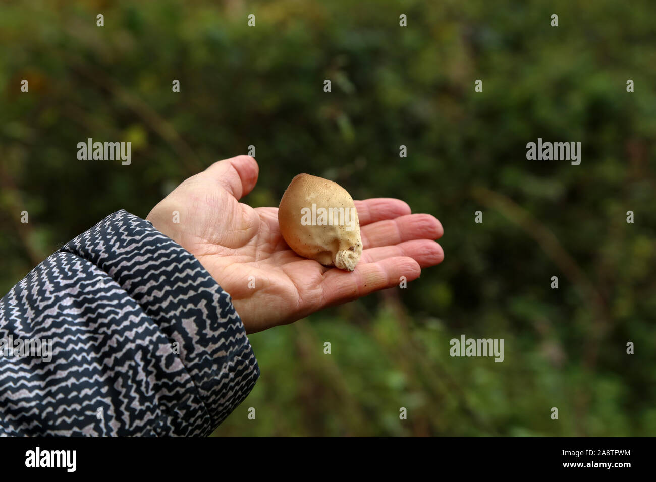 Mycologist demonstrates and talks about various forest mushrooms Stock ...