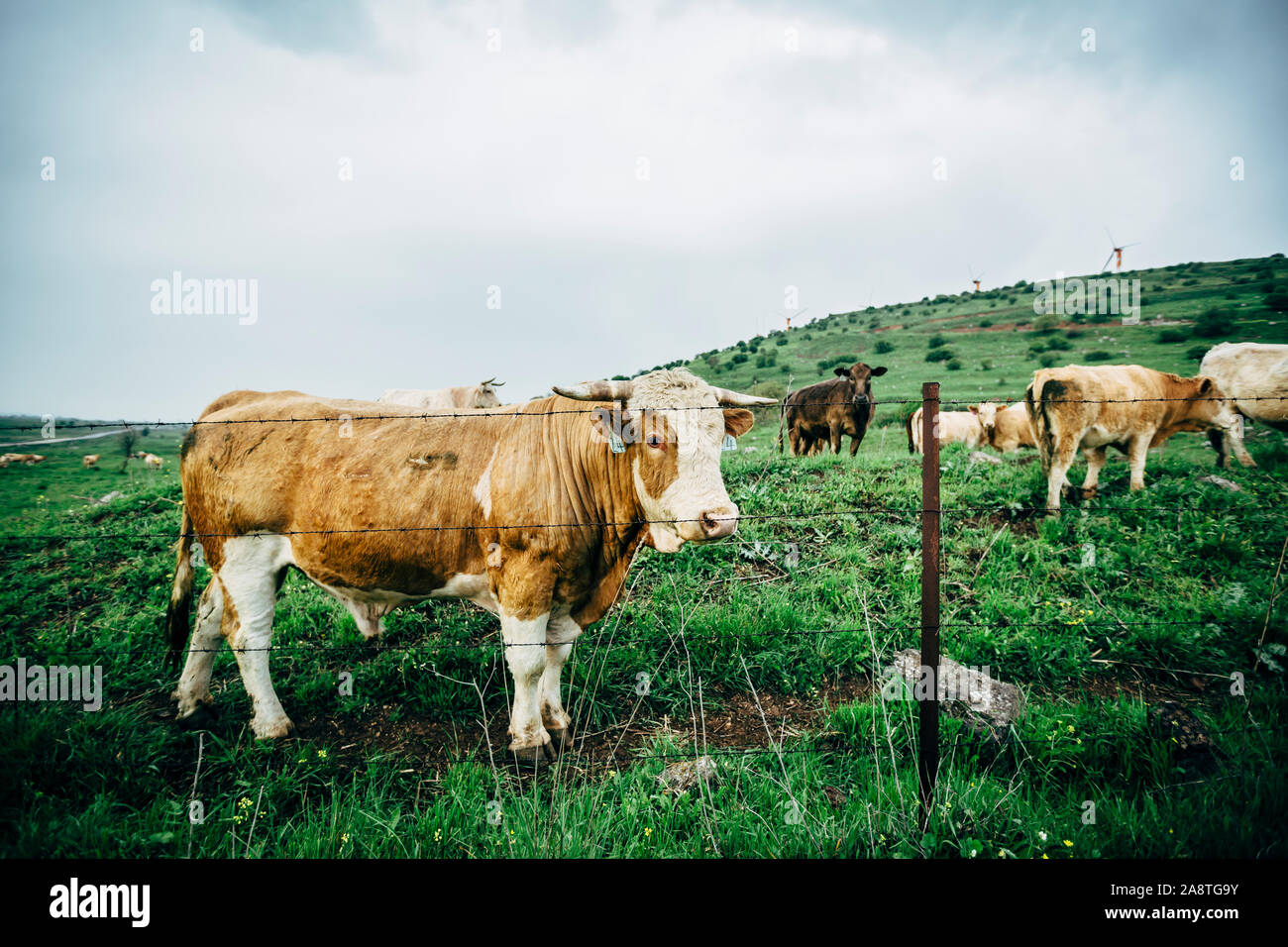 cattle and bull out in the wild in the nature. green fields in the ...