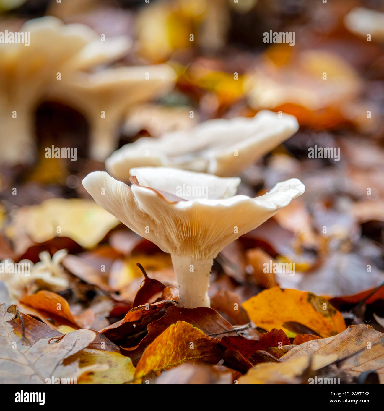 Funnel mushrooms litter the forest floor at the height of the autumnal ...