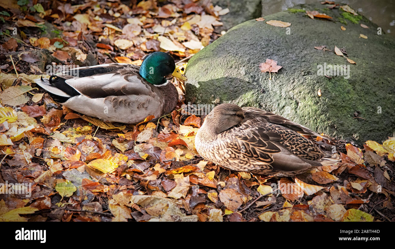 Mallard duck male female mating hi-res stock photography and images - Alamy