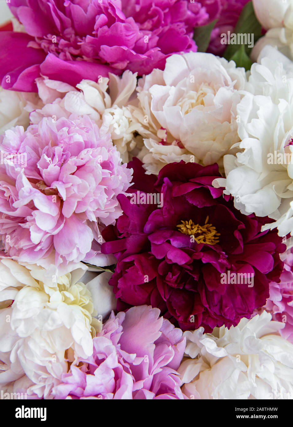 Fresh bright blooming peonies flowers as a natural background Stock ...