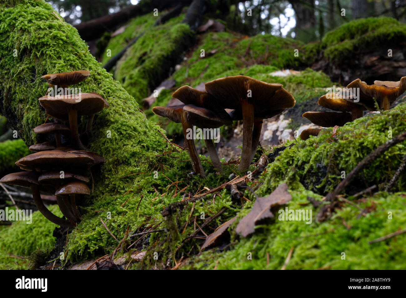 Fungal nature hi-res stock photography and images - Alamy