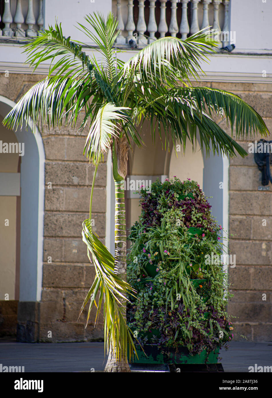 A Palm Tree in The Town Square Stock Photo - Alamy