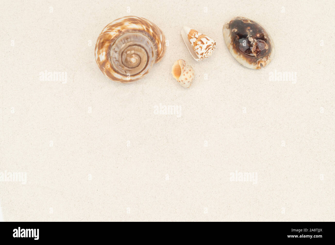 sea shell still life top perspective on white sea sand Stock Photo - Alamy