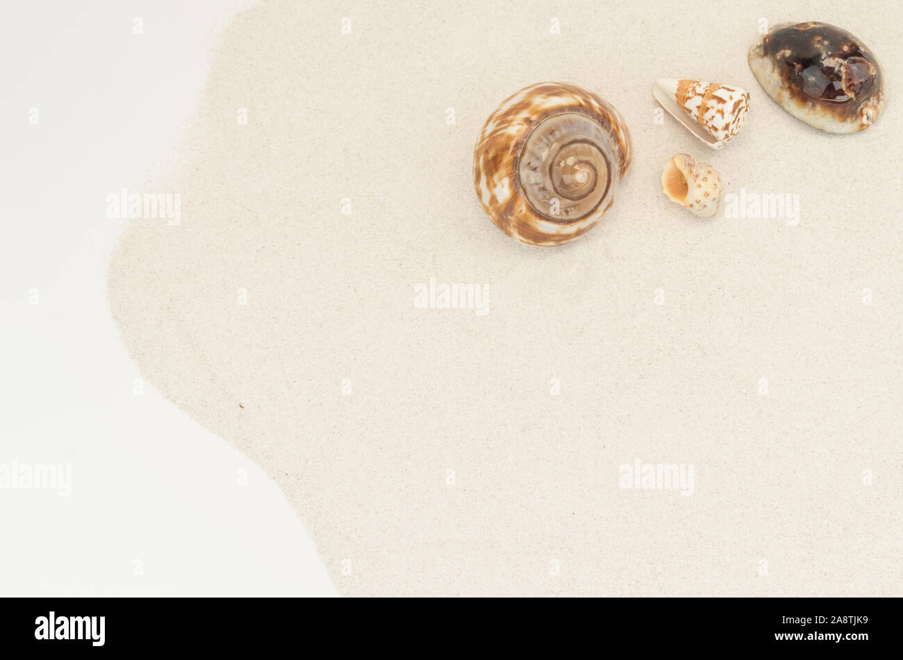 sea shell still life top perspective on white sea sand Stock Photo - Alamy